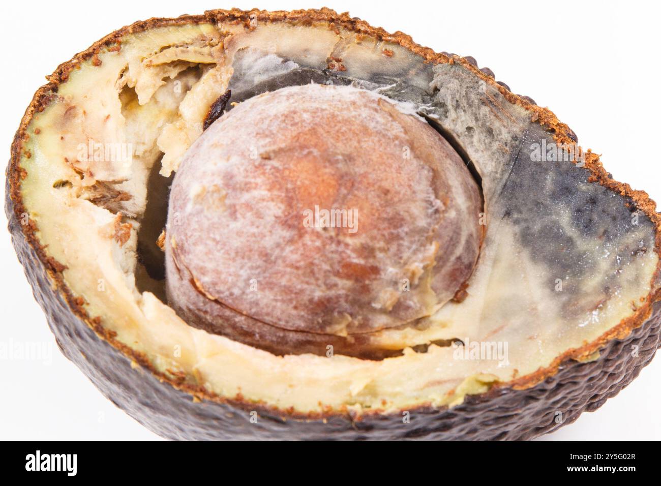 Half of an avocado with mold on white background. Unhealthy and spoiled ...