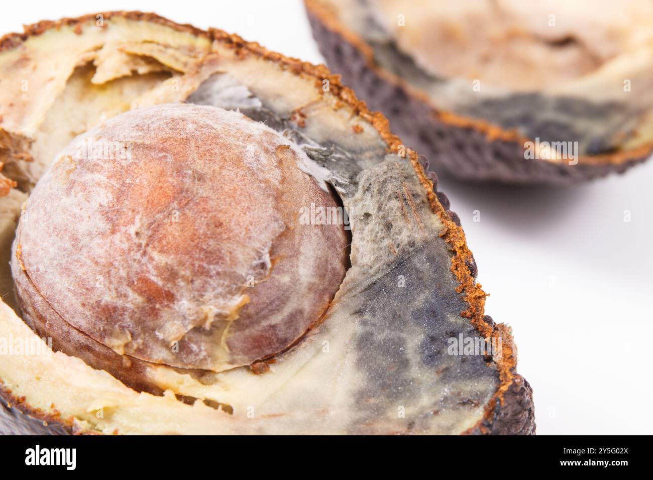 Half of an avocado with mold on white background. Unhealthy and spoiled ...