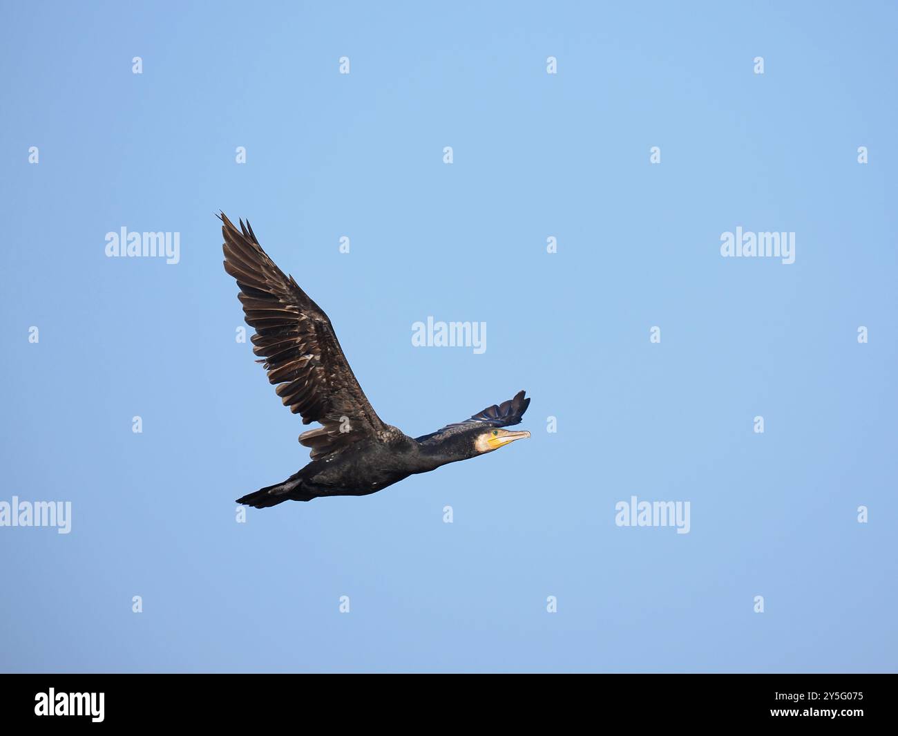 Cormorant flying from a roost in Warrington by the Manchester ship ...