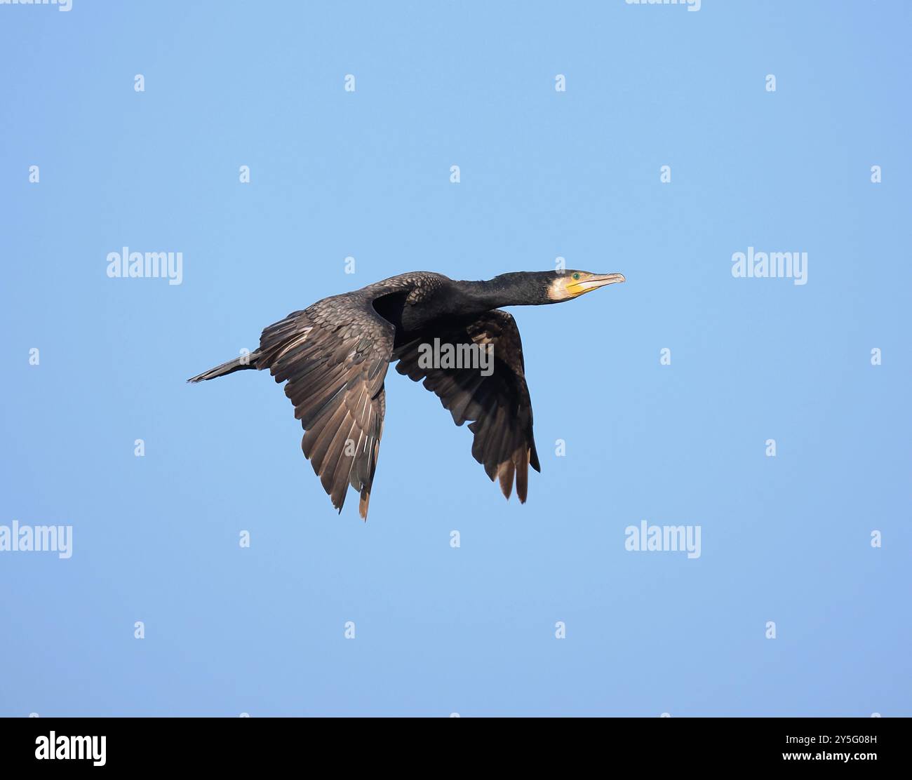 Cormorant flying from a roost in Warrington by the Manchester ship ...