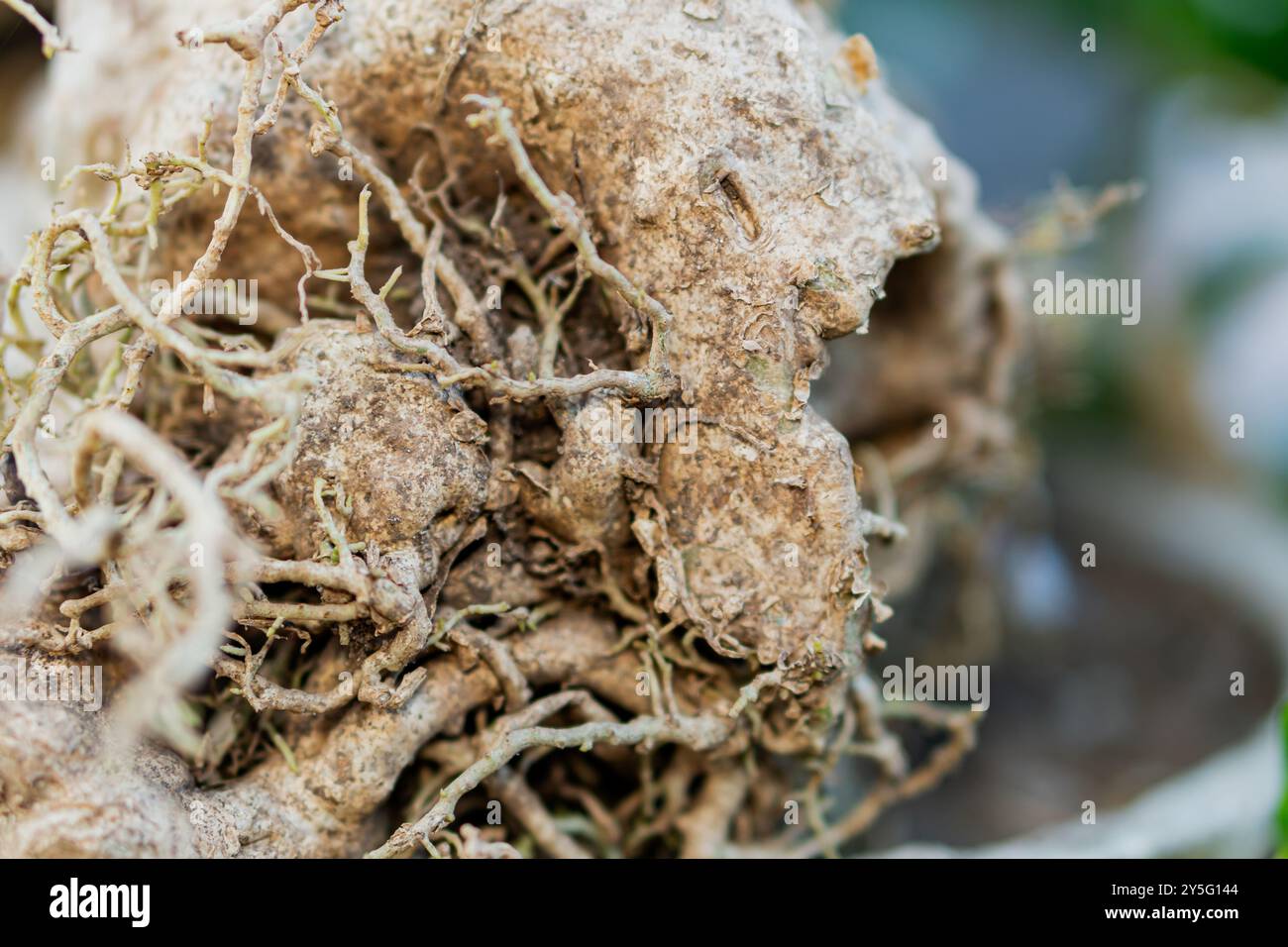 Root system showcasing hi-res stock photography and images - Alamy