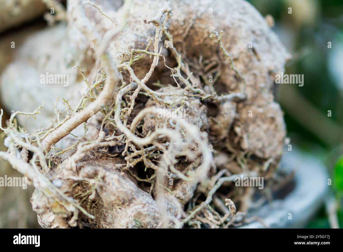 Close-up of intricate root structures, showcasing a tangle of thin ...
