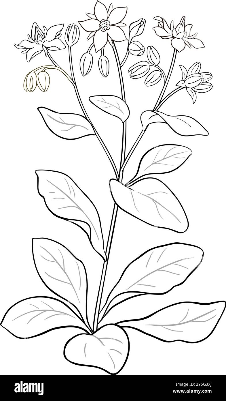 Borage Plant and Leaves Outline Illustration Stock Vector Image & Art ...