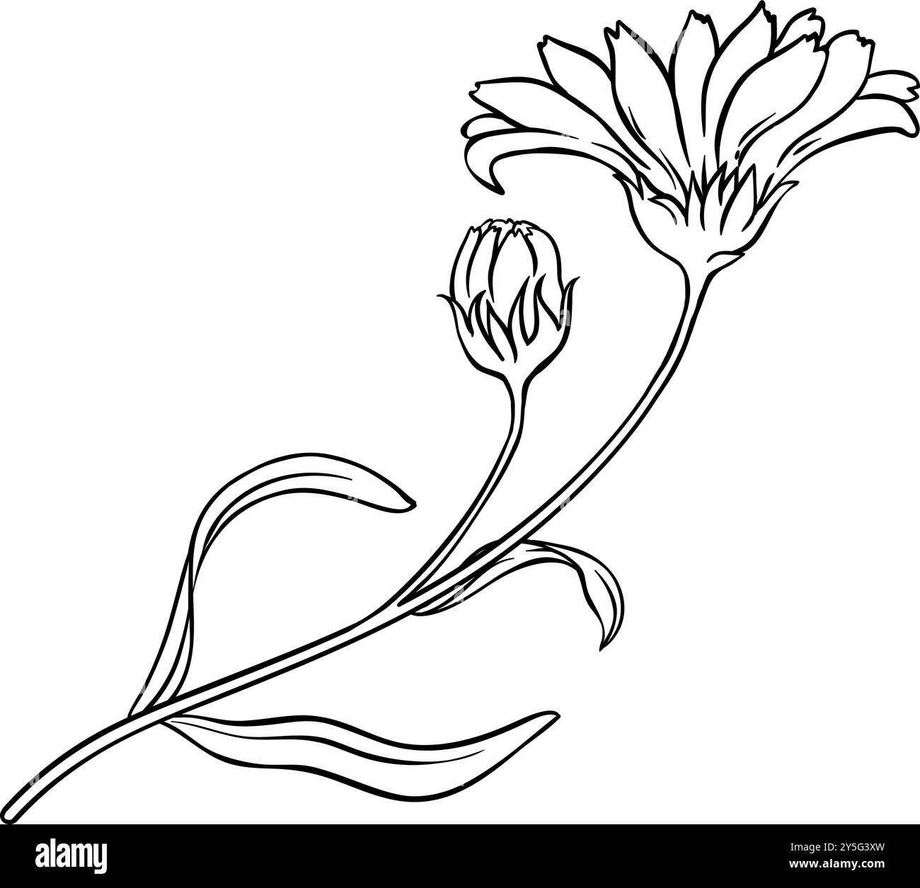 Calendula Plant Isolated Outline Illustration Stock Vector Image & Art ...
