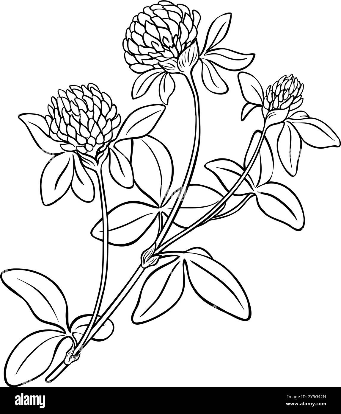 Clover Plant with Flowers Outline Illustration Stock Vector Image & Art ...