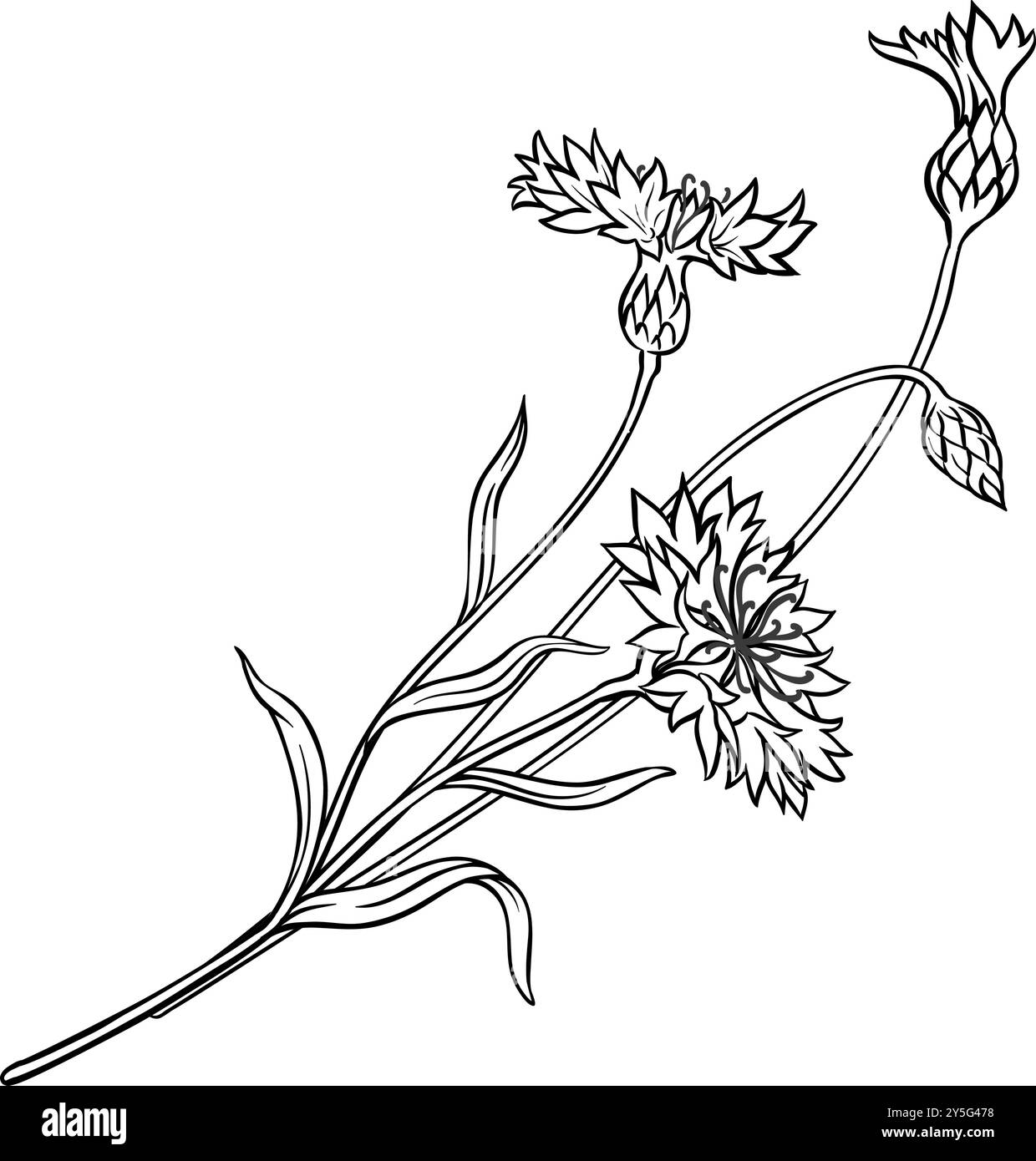 Cornflower Plant Isolated Outline Illustration Stock Vector Image & Art ...
