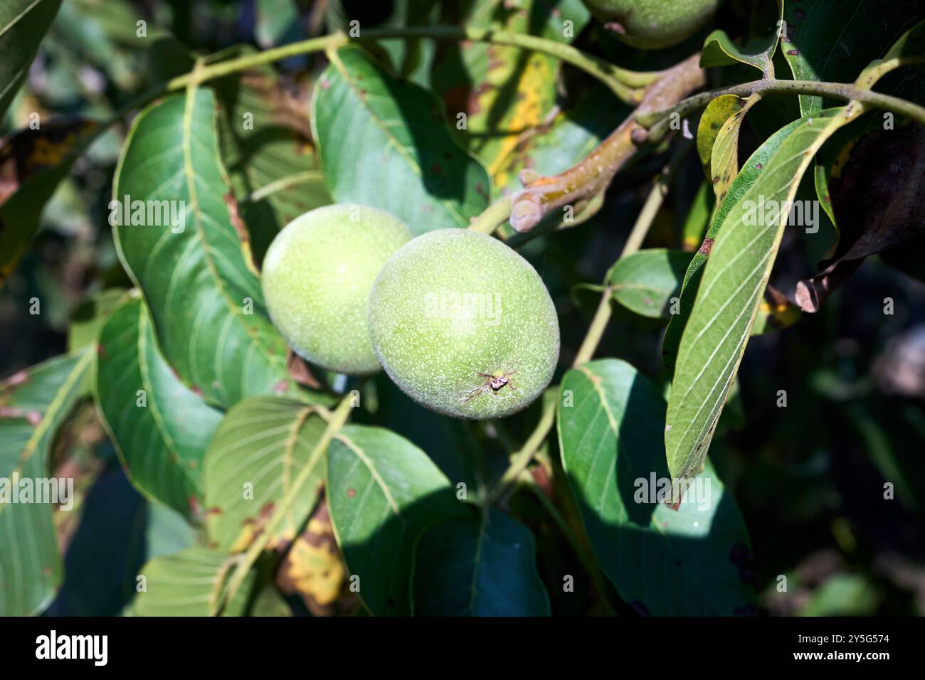 Juglans regia, Persian or English or Carpathian walnut, Madeira walnut ...