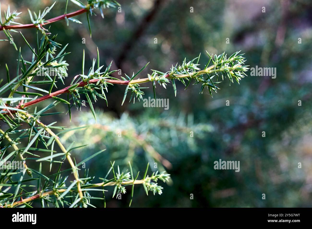 Juniperus communis, common juniper small tree or shrub in cypress ...