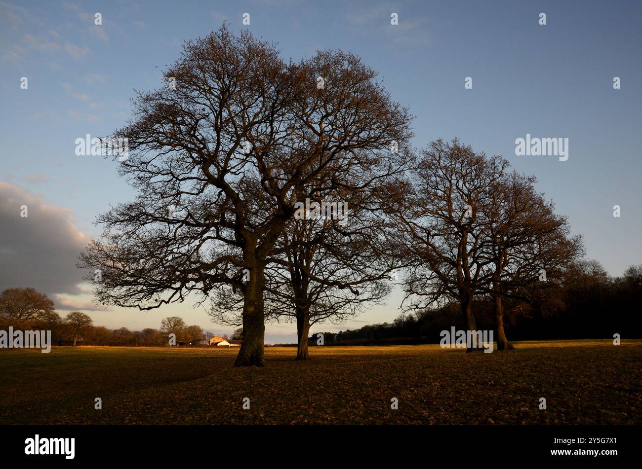 The silhouette of large trees backlit in the golden light of late ...