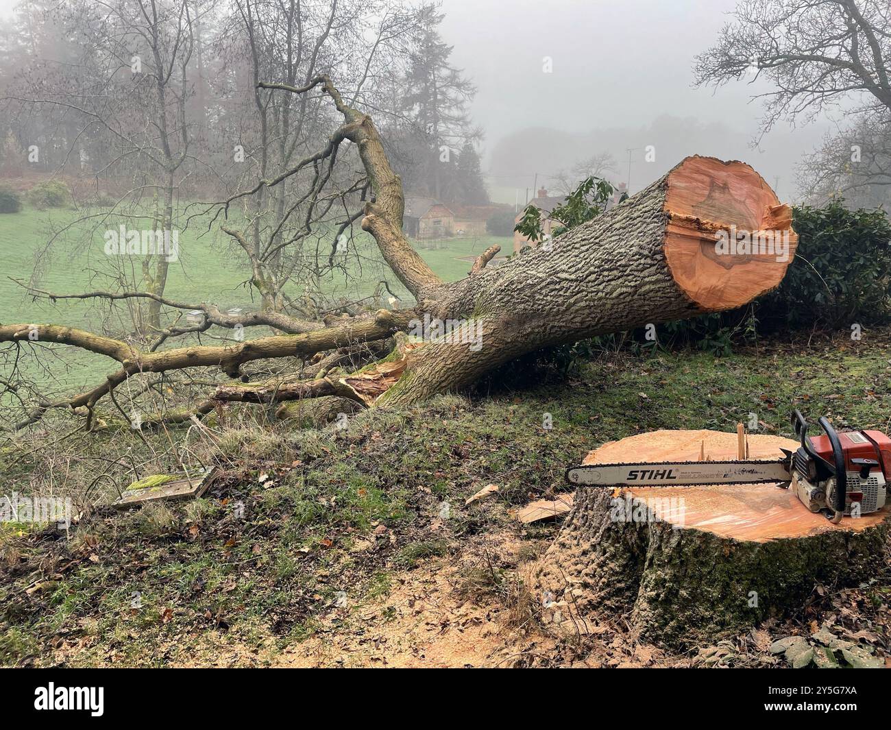 A dead felled tree that had Ash die-back lying shattered on the ground ...
