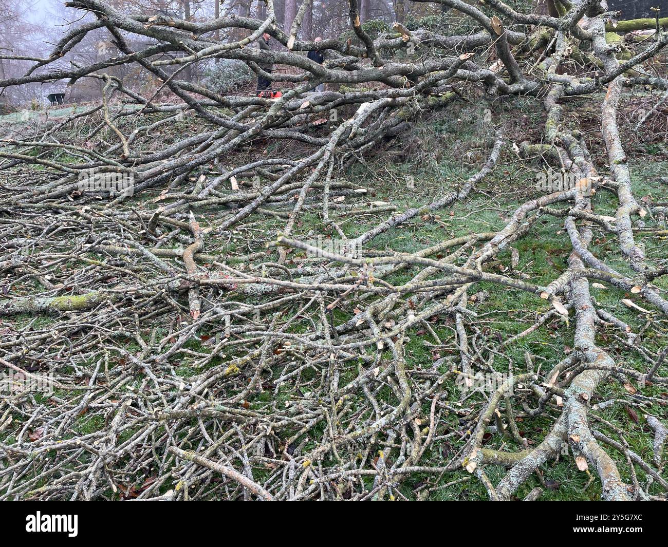 The dead branches of a felled tree that had Ash die-back lying ...