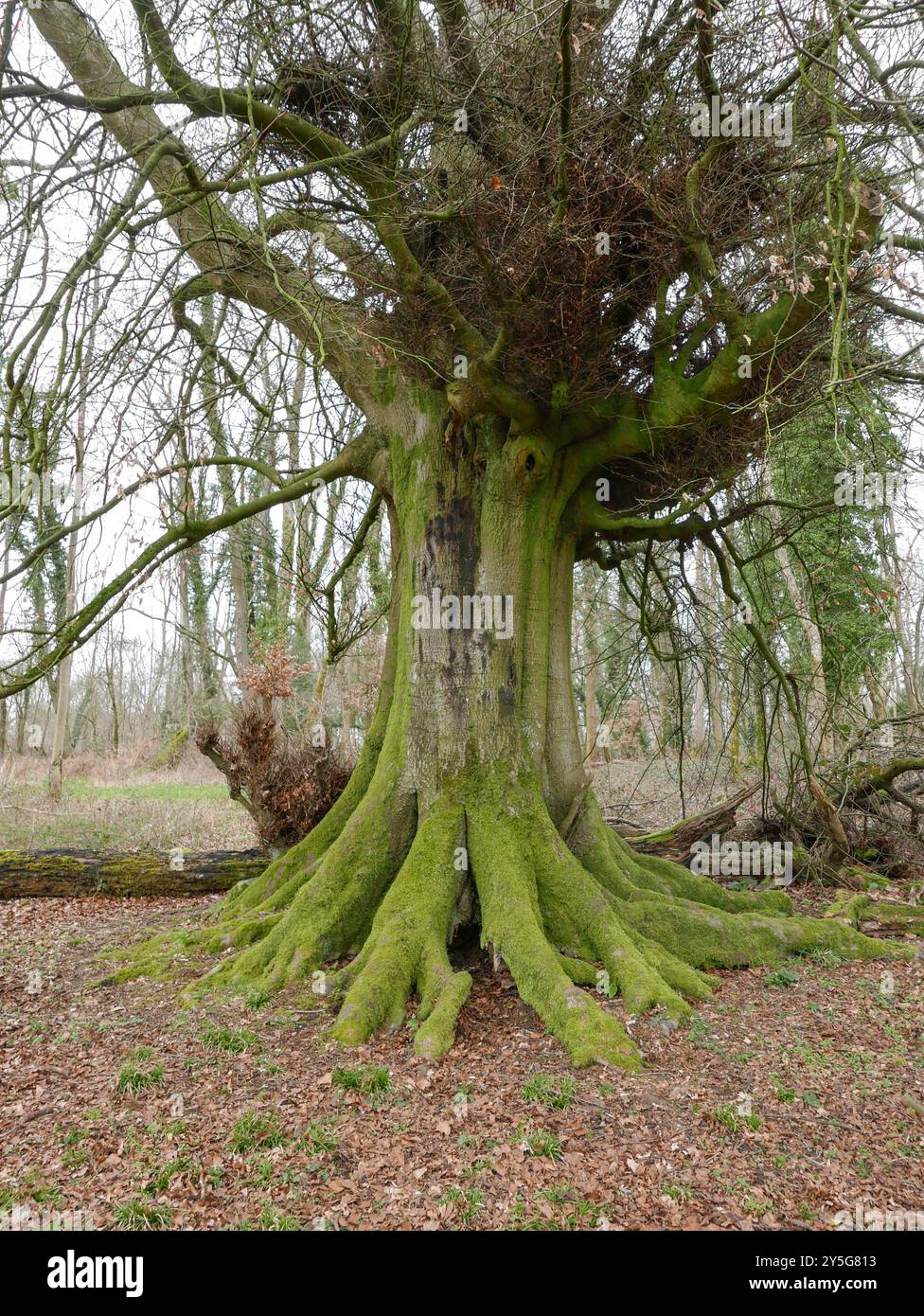 Common octopus uk hi-res stock photography and images - Alamy