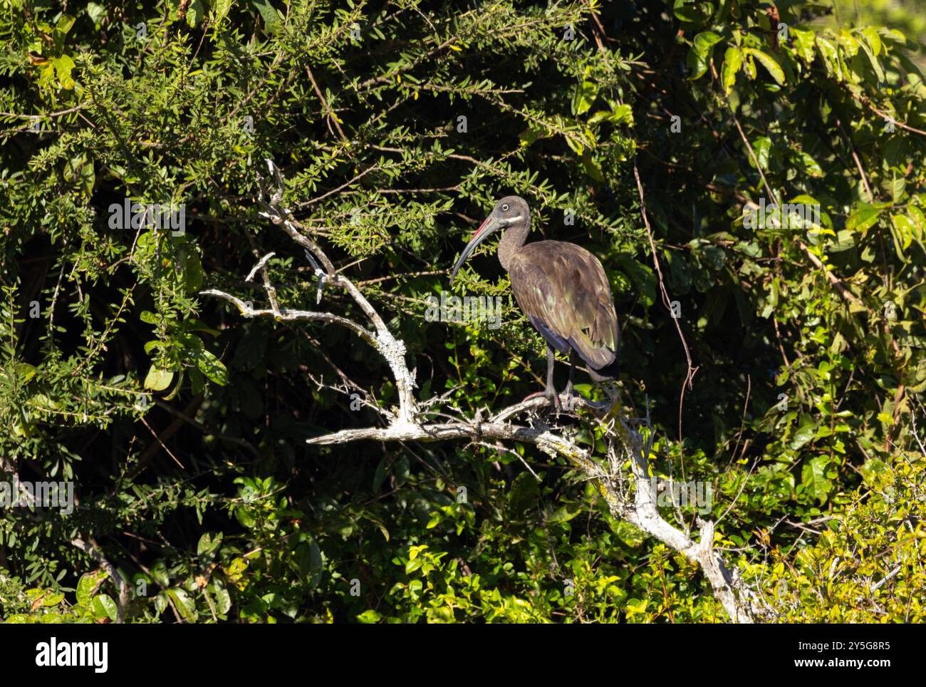The Hadada is a very noisy bird making their raucous calls mainly at ...