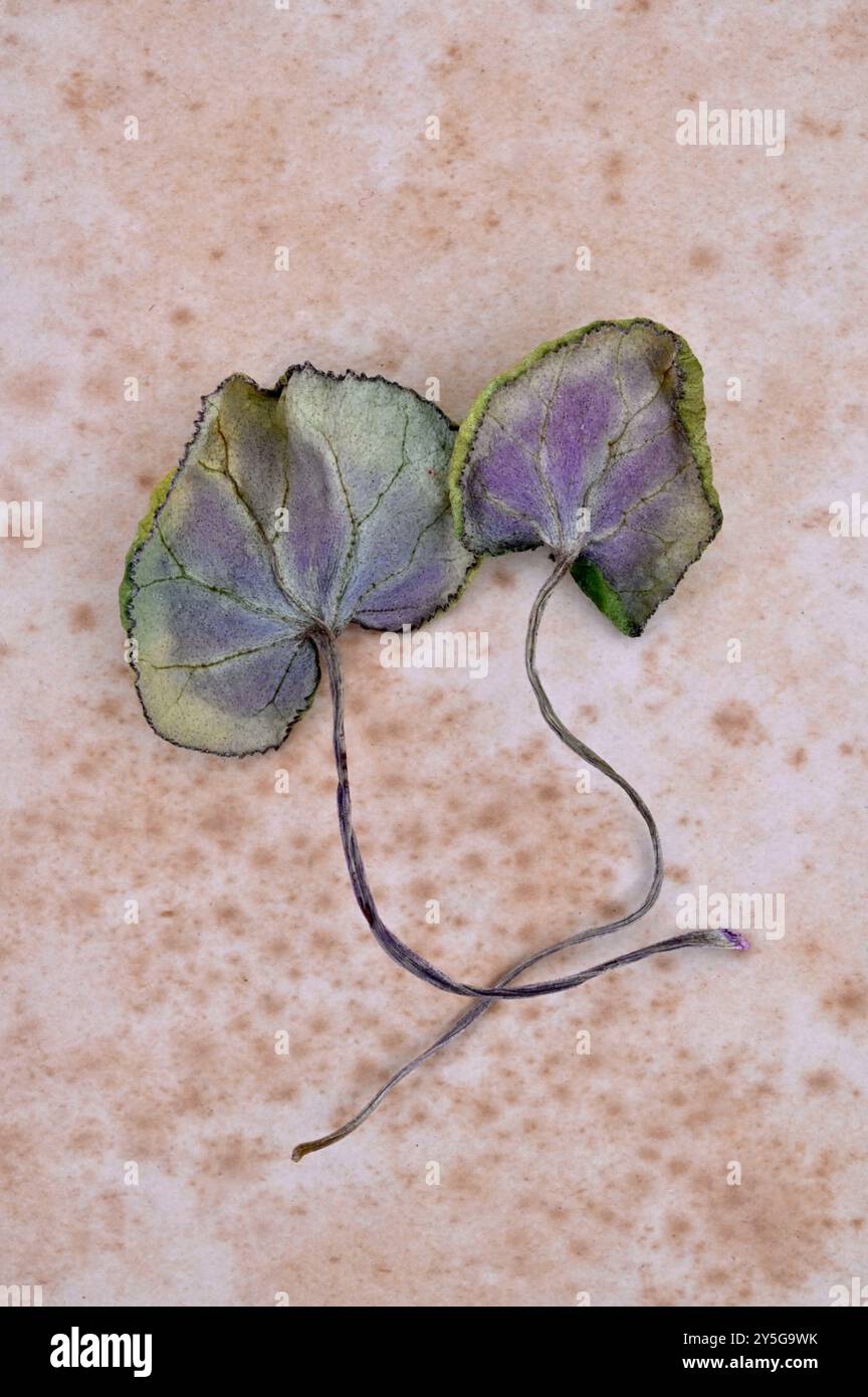 Two curled dry heart shaped purple leaves of Cyclamen lying face down ...