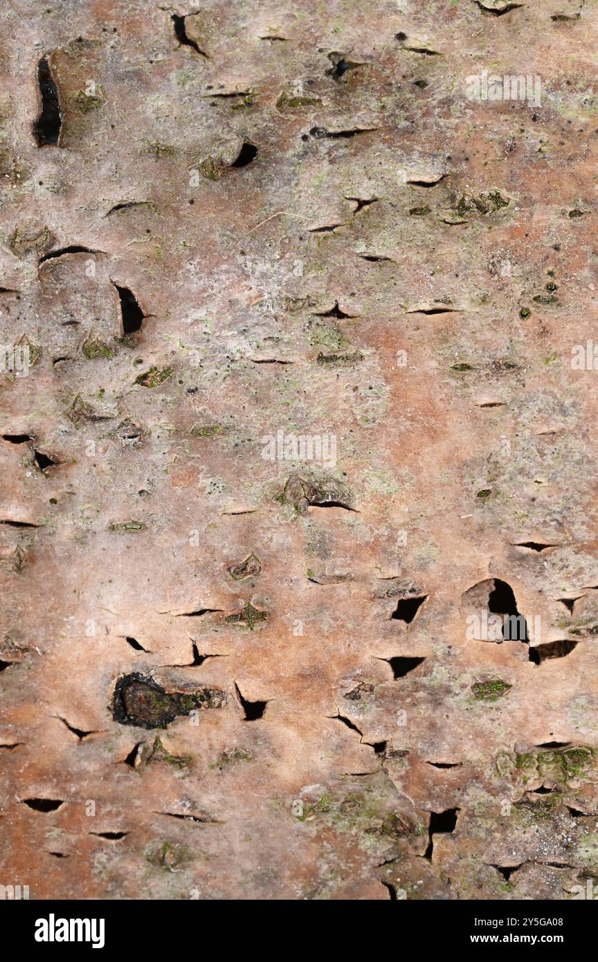 Detail of pink and silver bark of Silver birch or Betula pendula tree ...