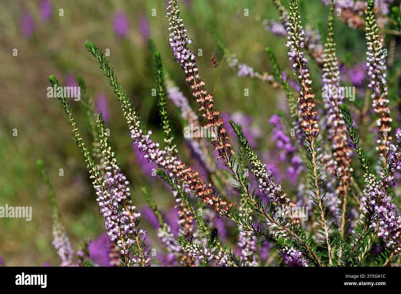 Inflorescences of the Cornish heath (Erica vagans) showing its flowers ...