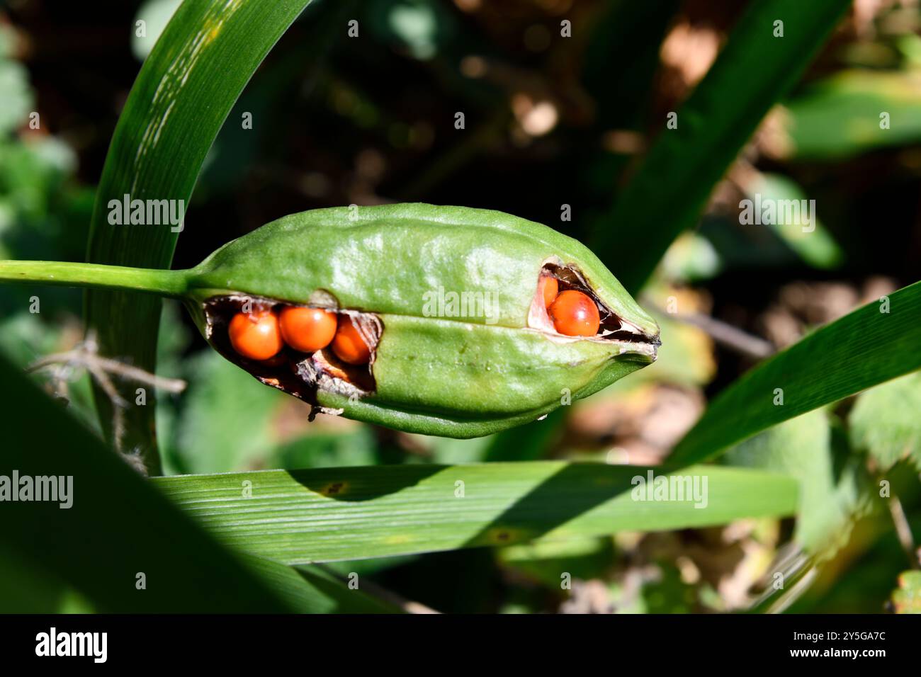 Iris Seed Pods (Iris germanica) showing the orange seeds in Close up ...