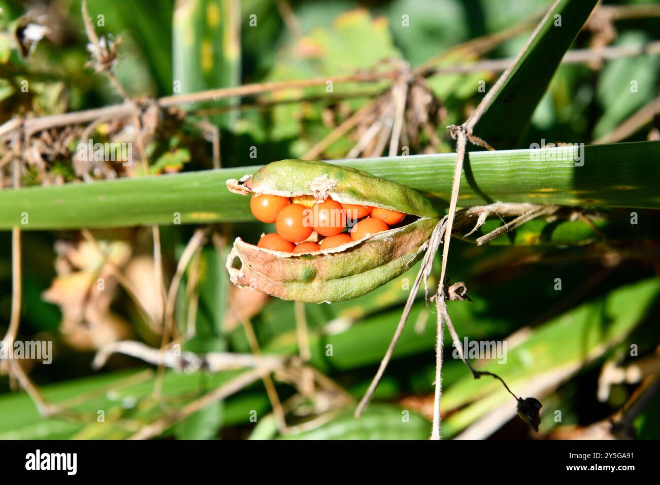 Iris Seed Pods (Iris germanica) showing the orange seeds in Close up ...