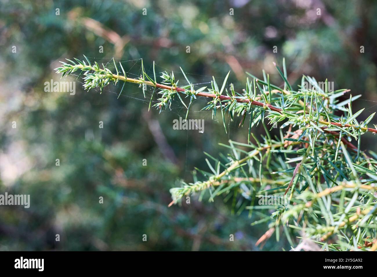 Juniperus communis, common juniper small tree or shrub in cypress ...