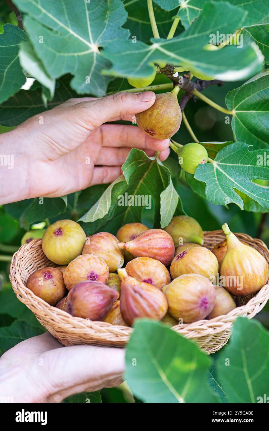 Woman hands picking figs fruit into basket growing on the branch fig ...