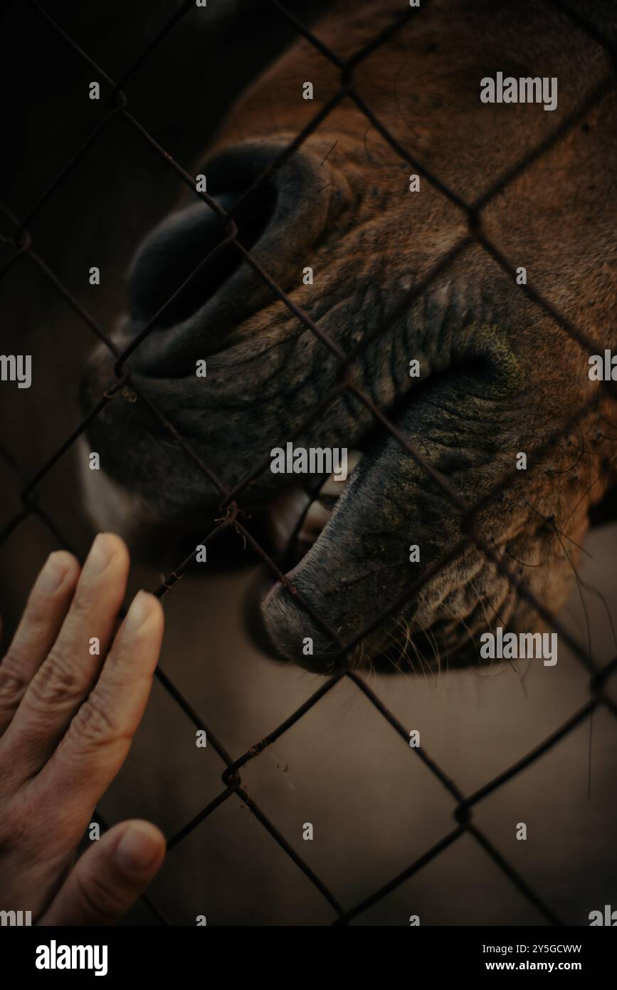 Horse's snout approaching a person's hand through the metal fence Stock ...