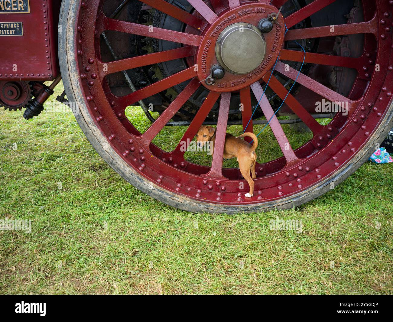 SMALL DOG STANDING IN TRACTION STEAM ENGINE WHEEL SAINT MAWGAN VINTAGE ...