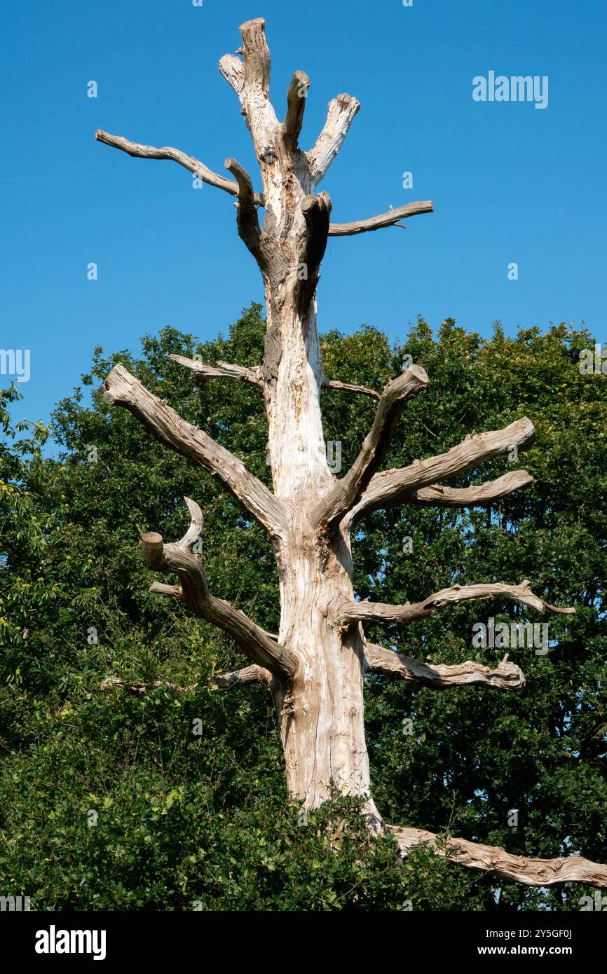 Standing dead tree Stock Photo - Alamy