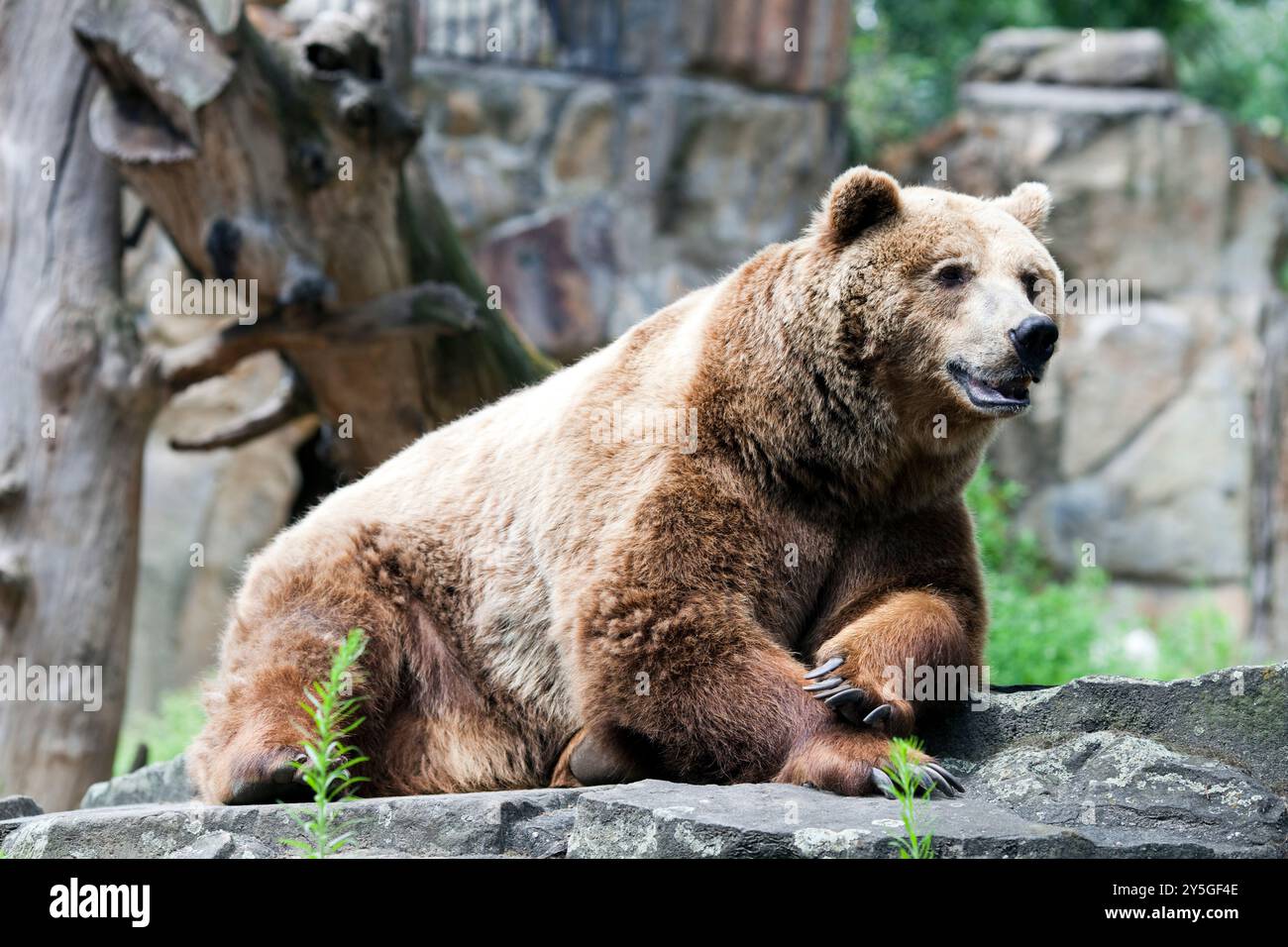This brown bear is resting comfortably on a rock in the Berlin Zoo ...