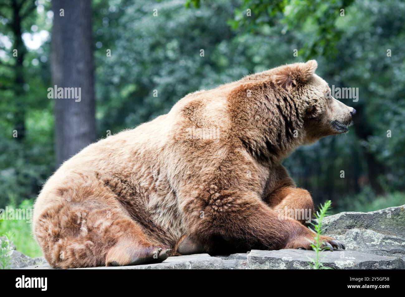 A brown bear relaxes on a rocky surface, surrounded by lush greenery at ...