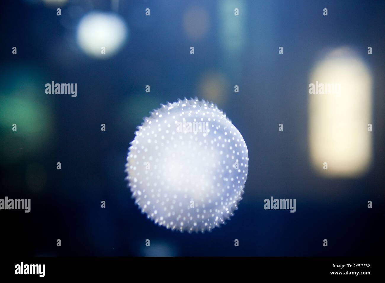 A translucent jellyfish floats elegantly in its tank at the Berlin Zoo ...