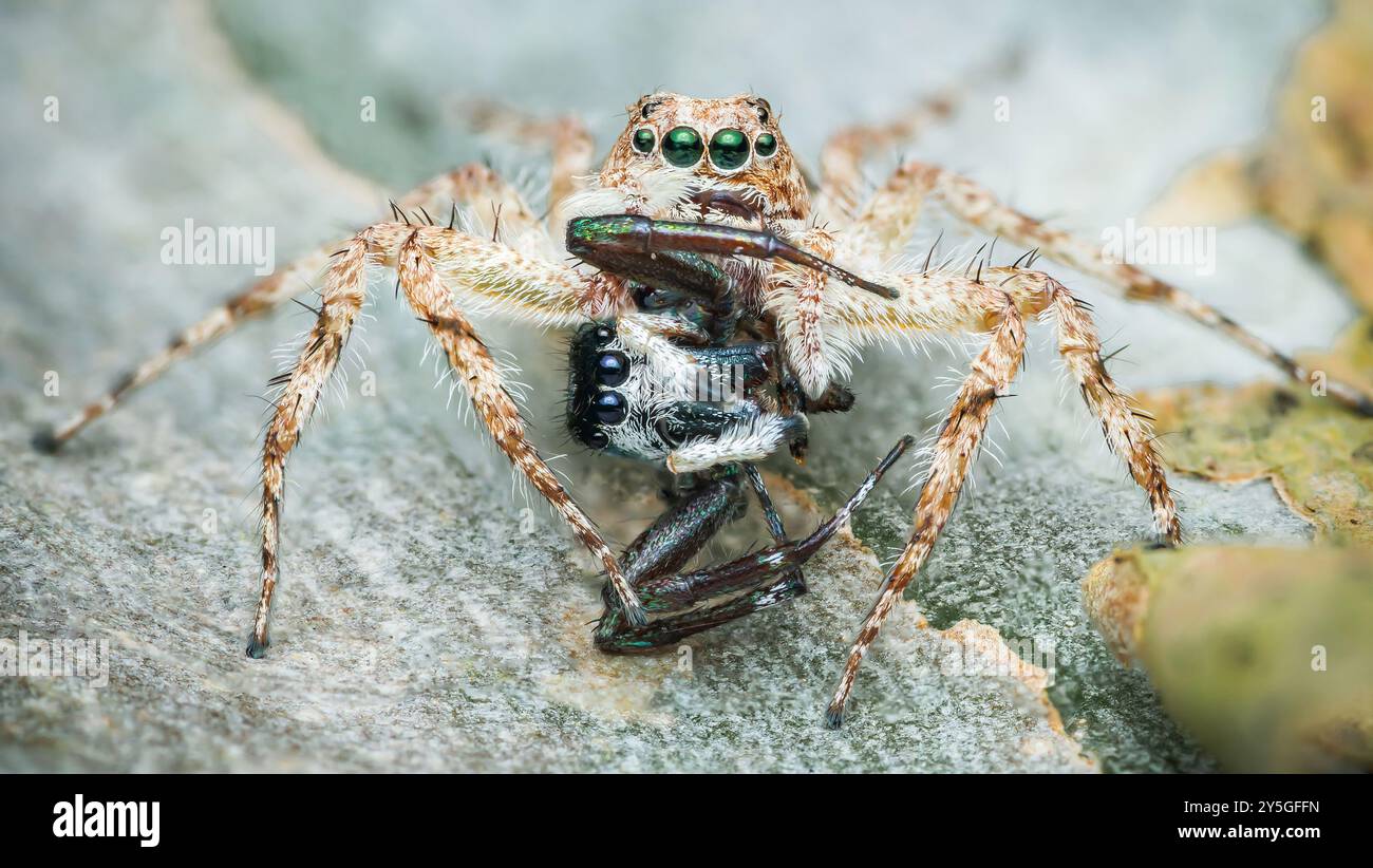 Spider devouring an insect hi-res stock photography and images - Alamy