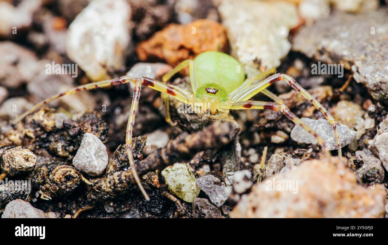 Bright green crab spider with brown spots on its legs is standing on ...