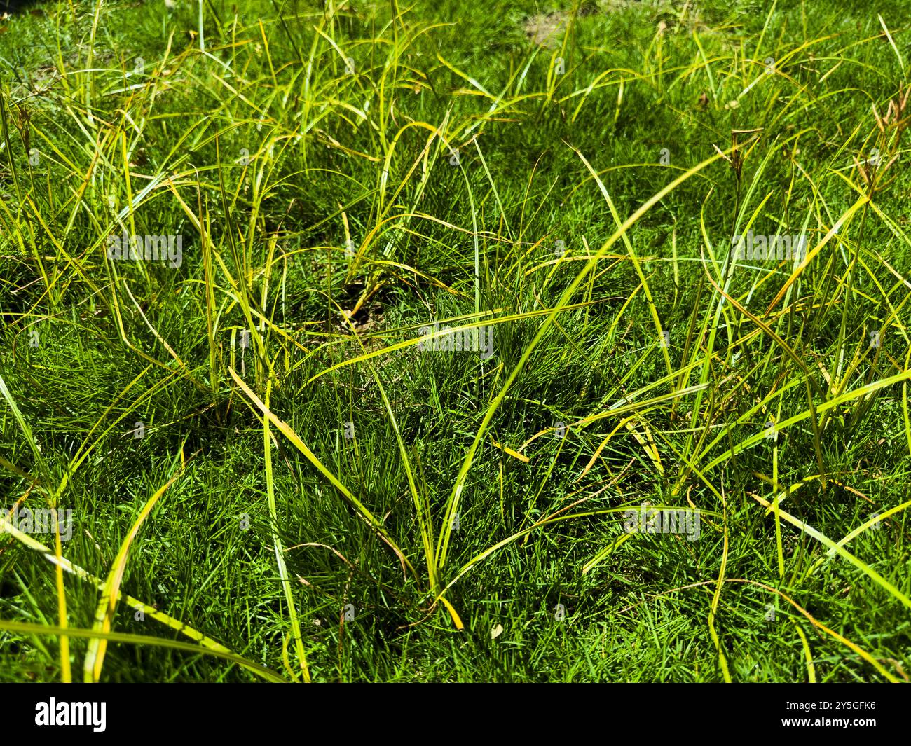 Lawn care nut hi-res stock photography and images - Alamy