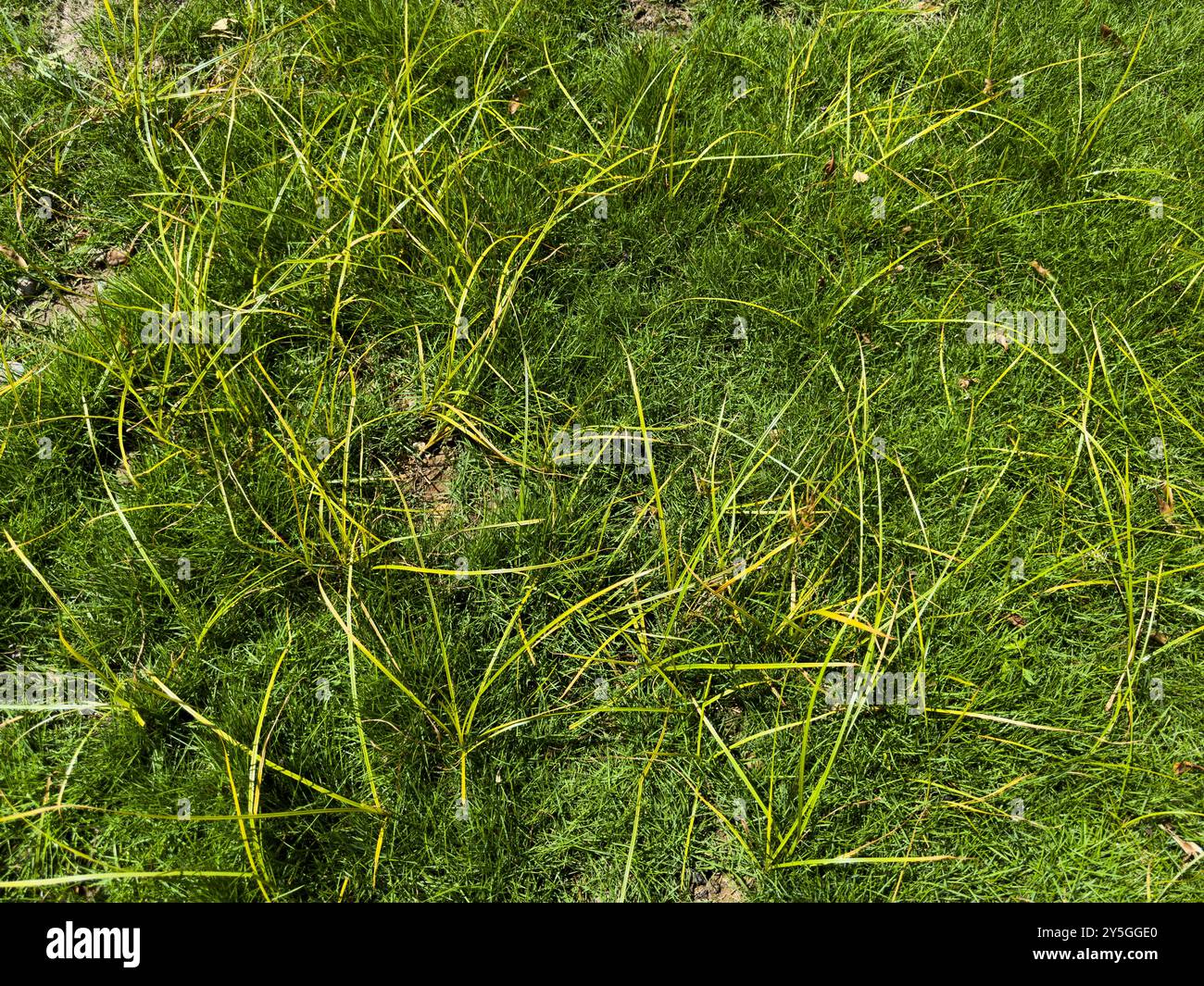 Deela weeds or nut grass (Cyperus rotundus) in grass Stock Photo - Alamy