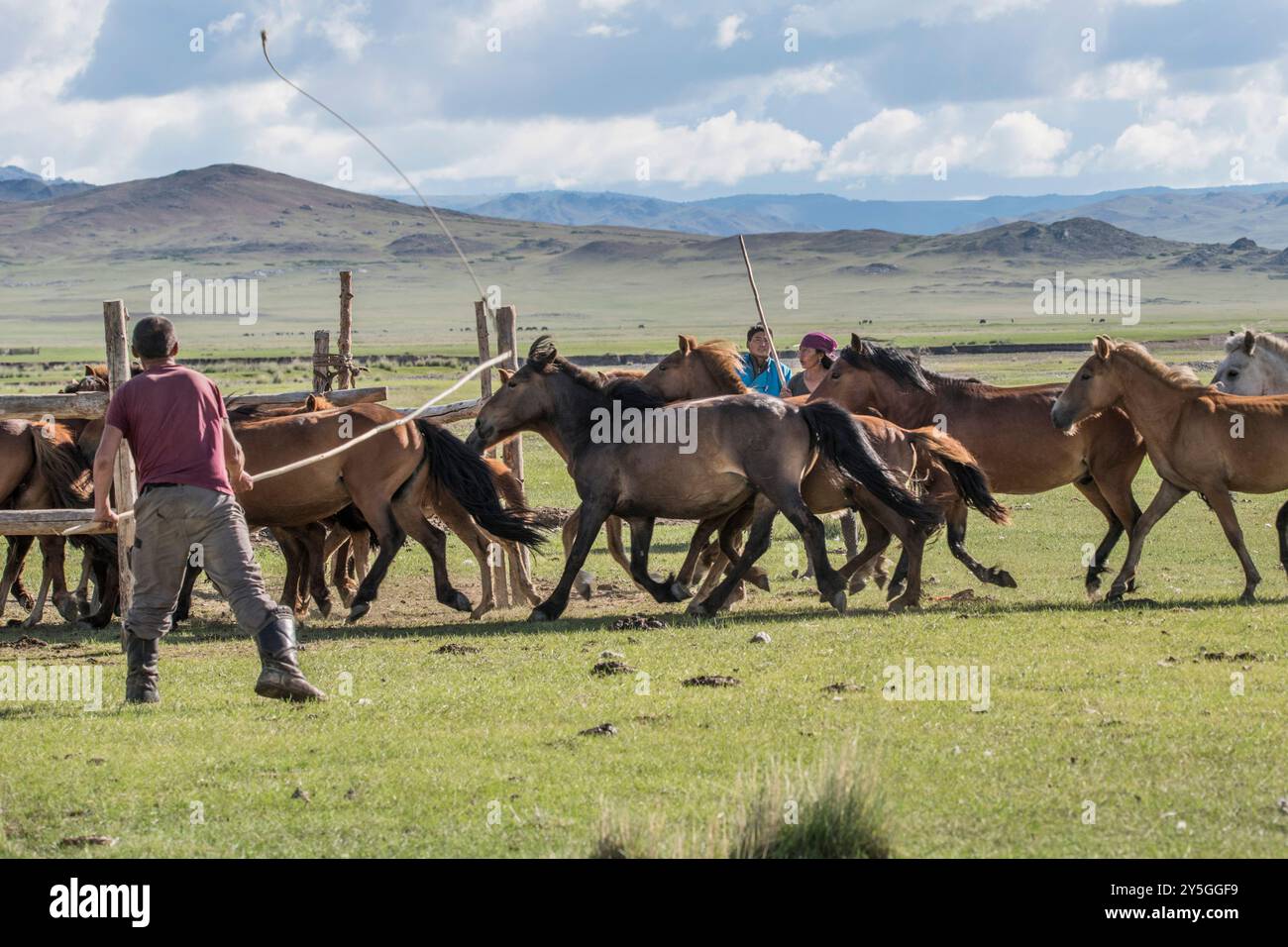 A beautiful Mongolian horses in steppe scenery. A horse eats hay. High quality photo Stock Photo ...