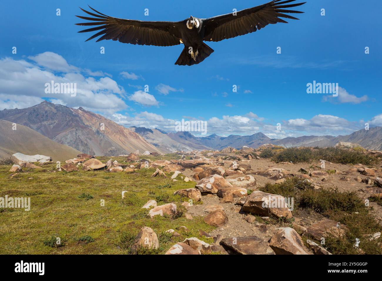 Condor sighting hi-res stock photography and images - Alamy