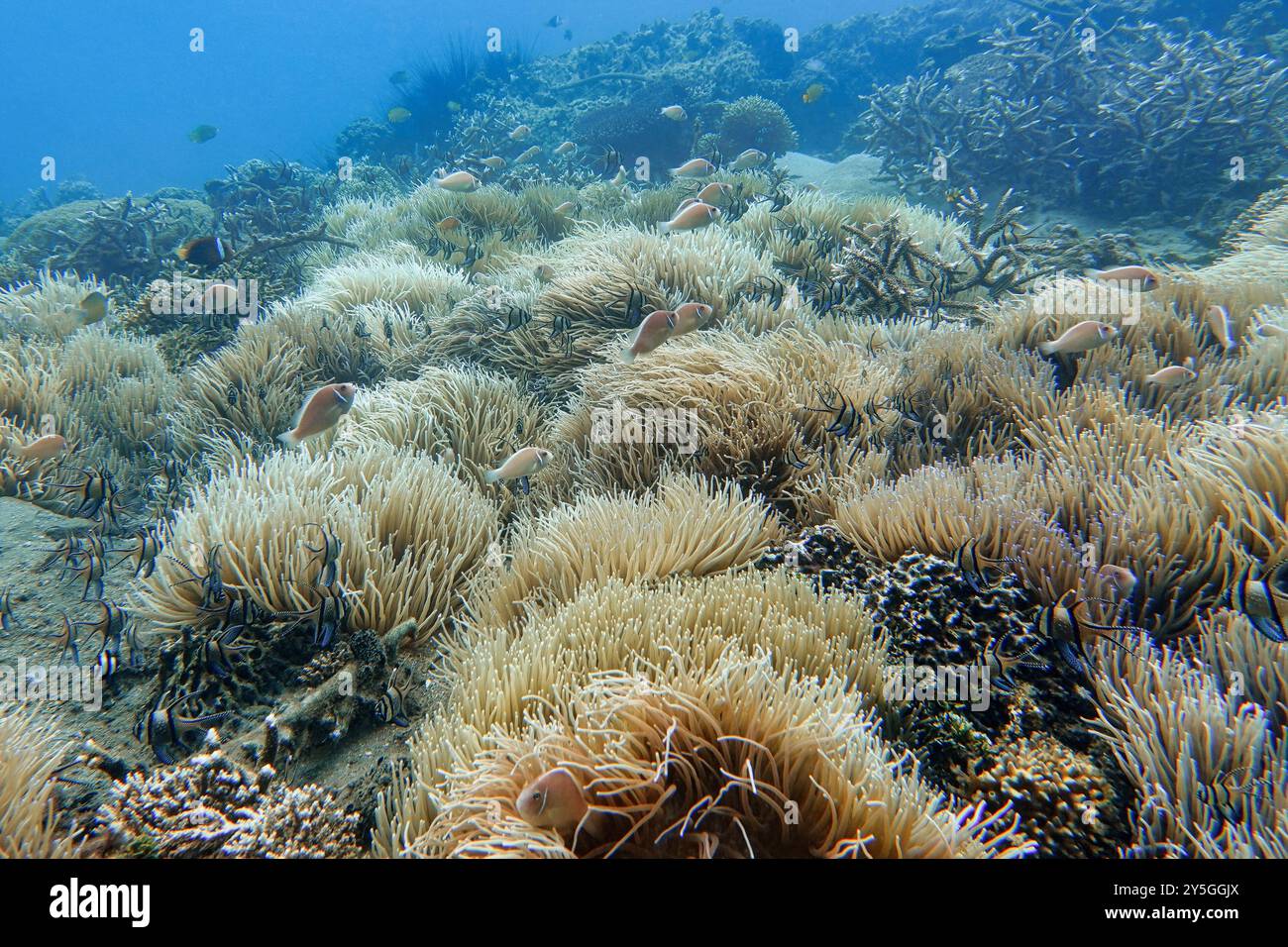 Indonesia Lembeh - Marine life Coral reef with tropical fish Stock ...