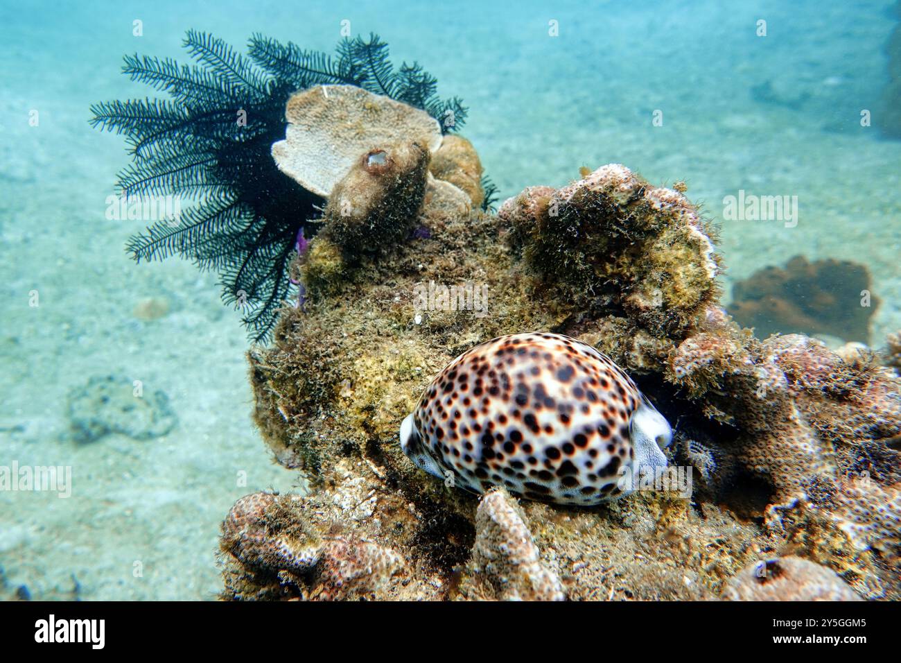 Indonesia Lembeh - Marine life Coral reef with sea snail - tiger cowrie ...
