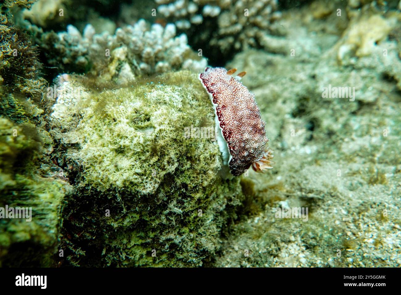 Indonesia Lembeh - Marine life Coral reef with Nudibranch - Sea slug ...