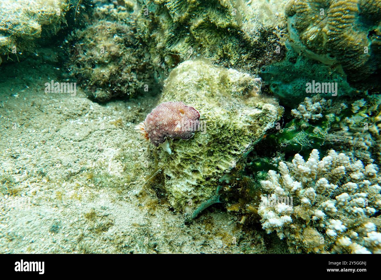 Indonesia Lembeh - Marine life Coral reef with Nudibranch - Sea slug ...