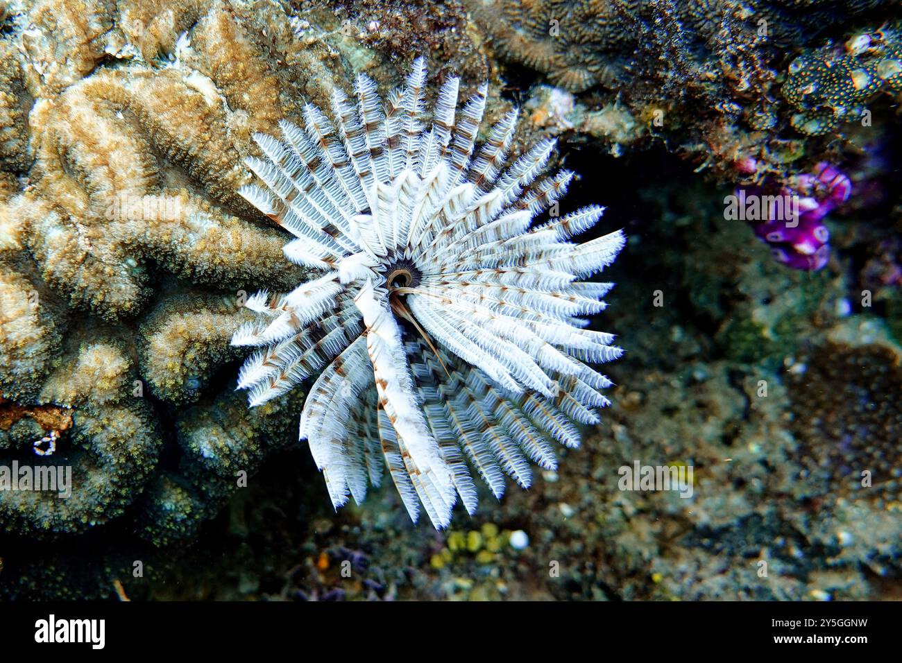 Indonesia Lembeh - Marine life - feather duster worm - feather duster ...