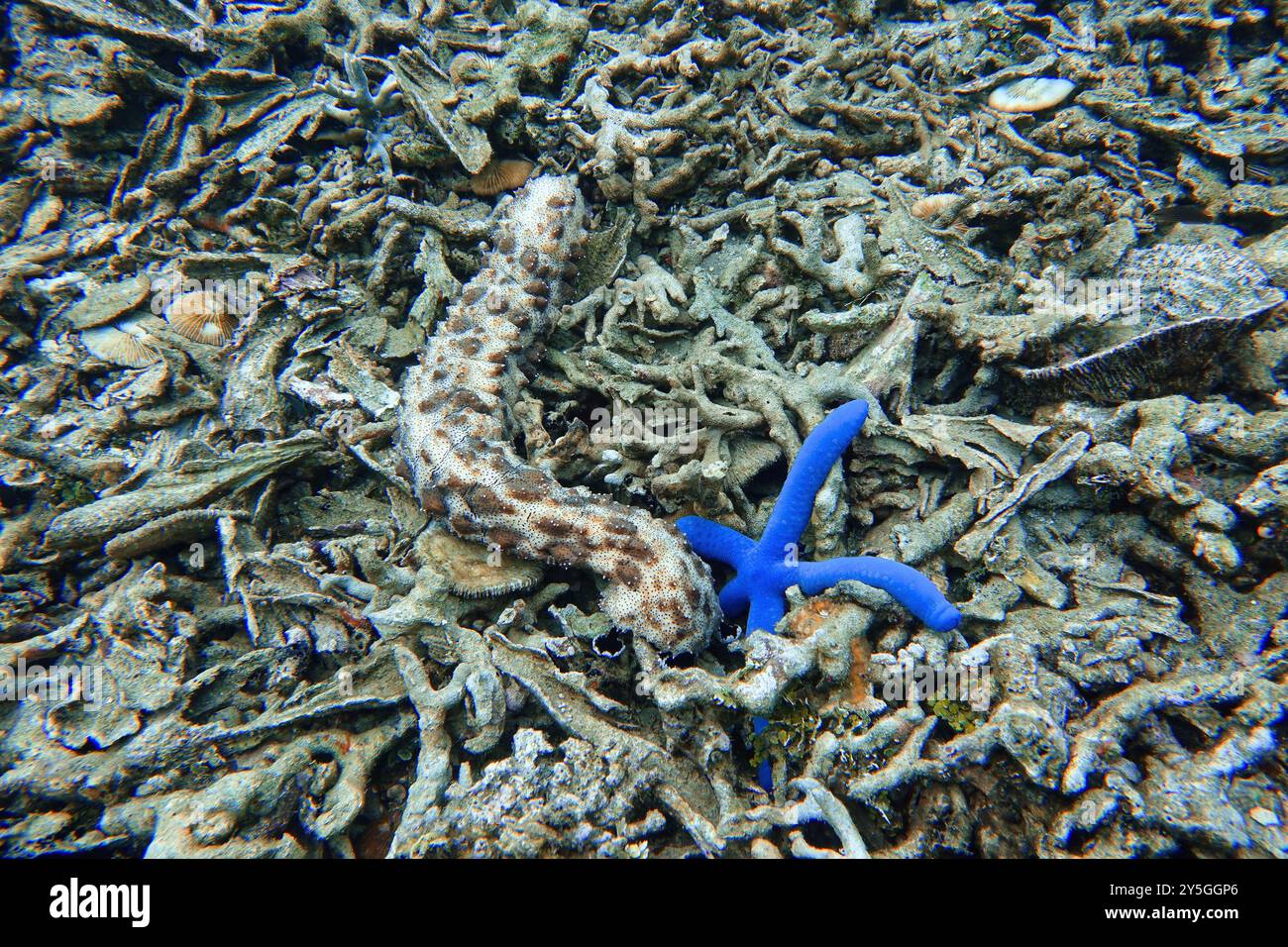 Indonesia Lembeh - Marine sea life - Linckia laevigata - blue Linckia ...