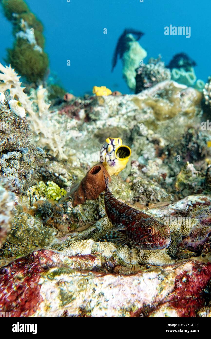 Indonesia Lembeh - Marine life - Lizardfish - Synodontidae Stock Photo ...