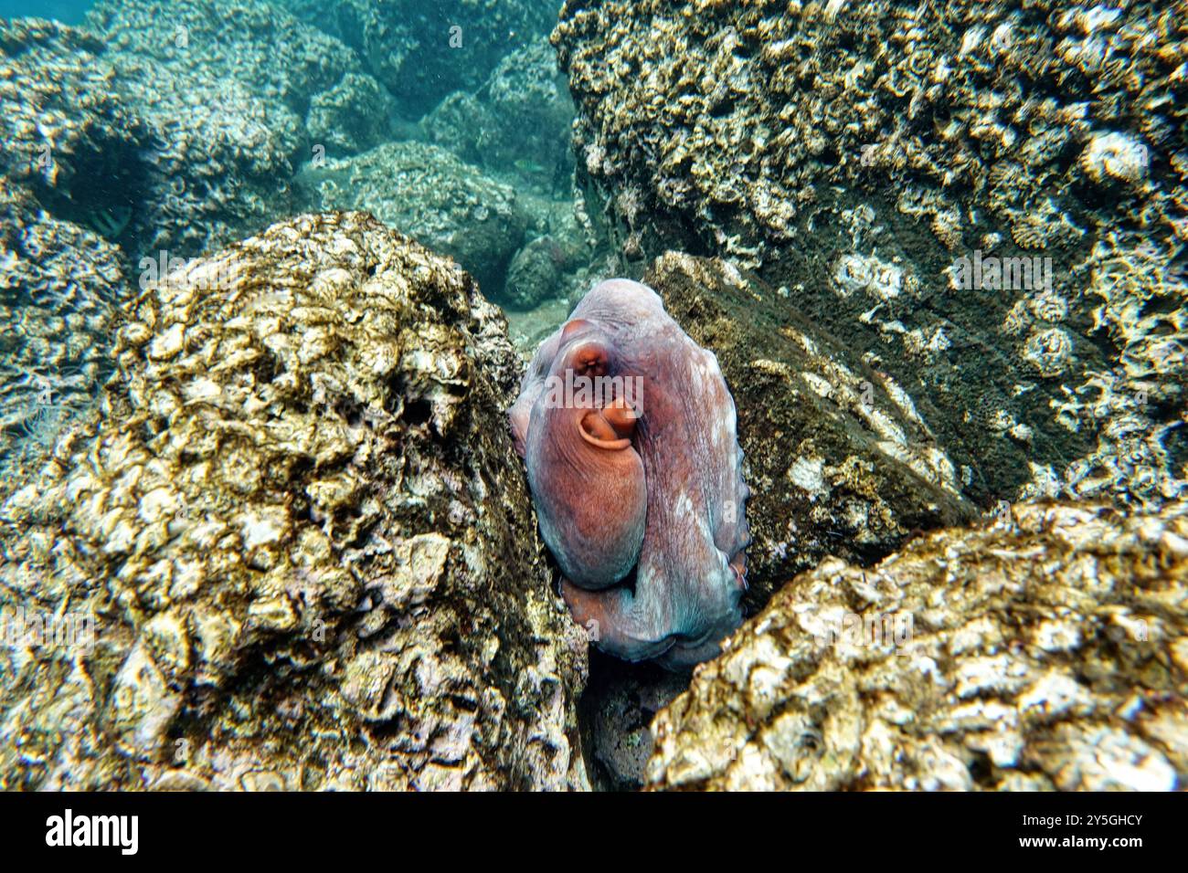 Indonesia Lembeh - Octopus hiding between the rocks - Common octopus ...