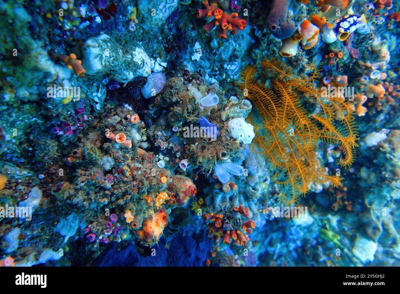 Indonesia Lembeh - Marine life - Colourful Ascidiacea - Ascidian - Sea ...