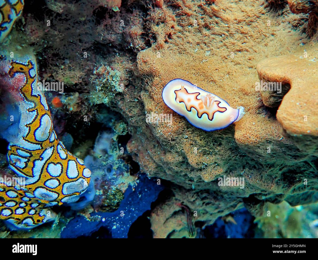 Indonesia Lembeh - Marine life Coral reef with Nudibranch - Sea slug ...