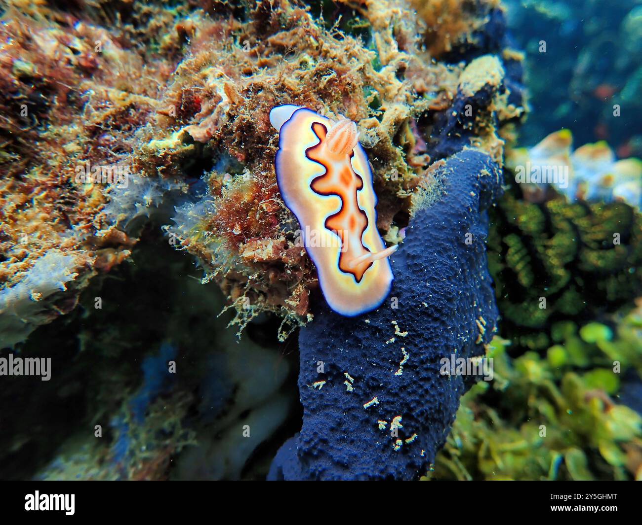 Indonesia Lembeh - Marine life Coral reef with Nudibranch - Sea slug ...