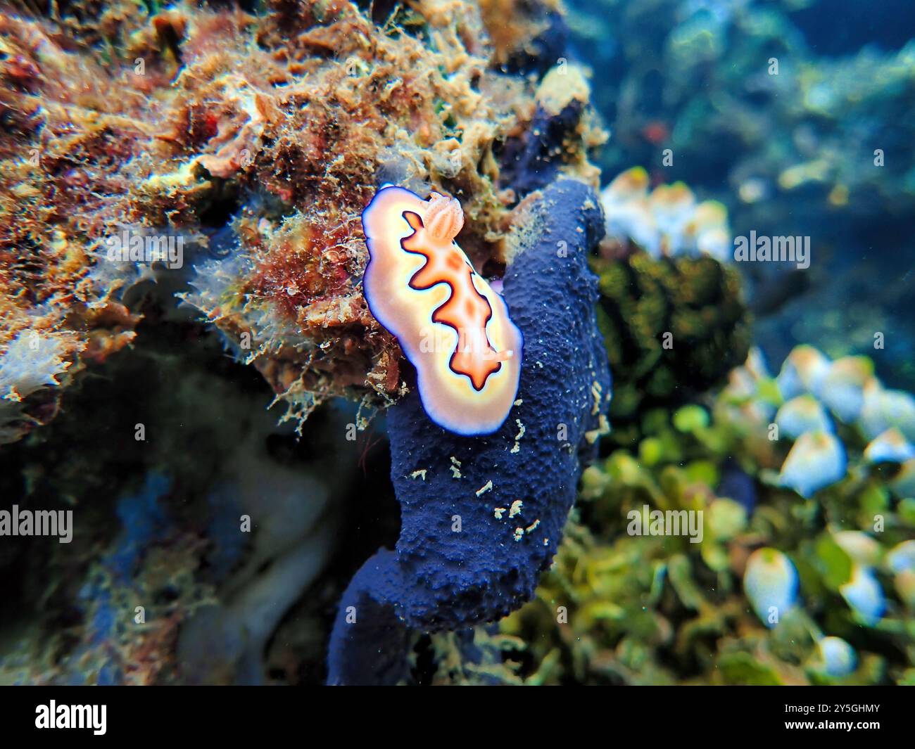 Indonesia Lembeh - Marine life Coral reef with Nudibranch - Sea slug ...