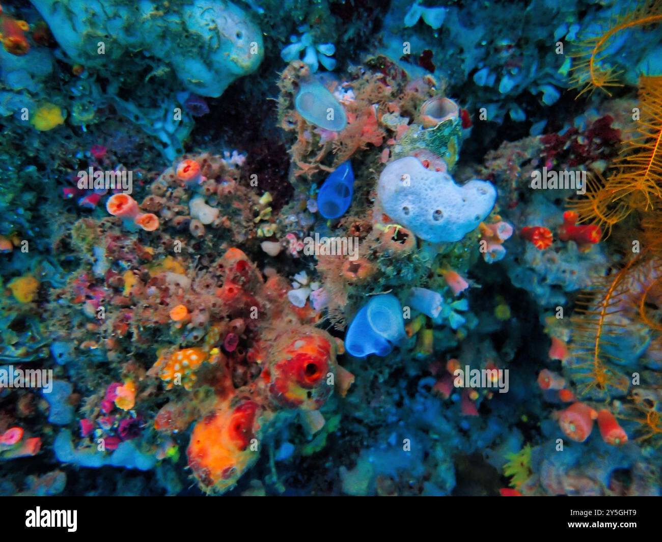 Marine ascidian hi-res stock photography and images - Alamy