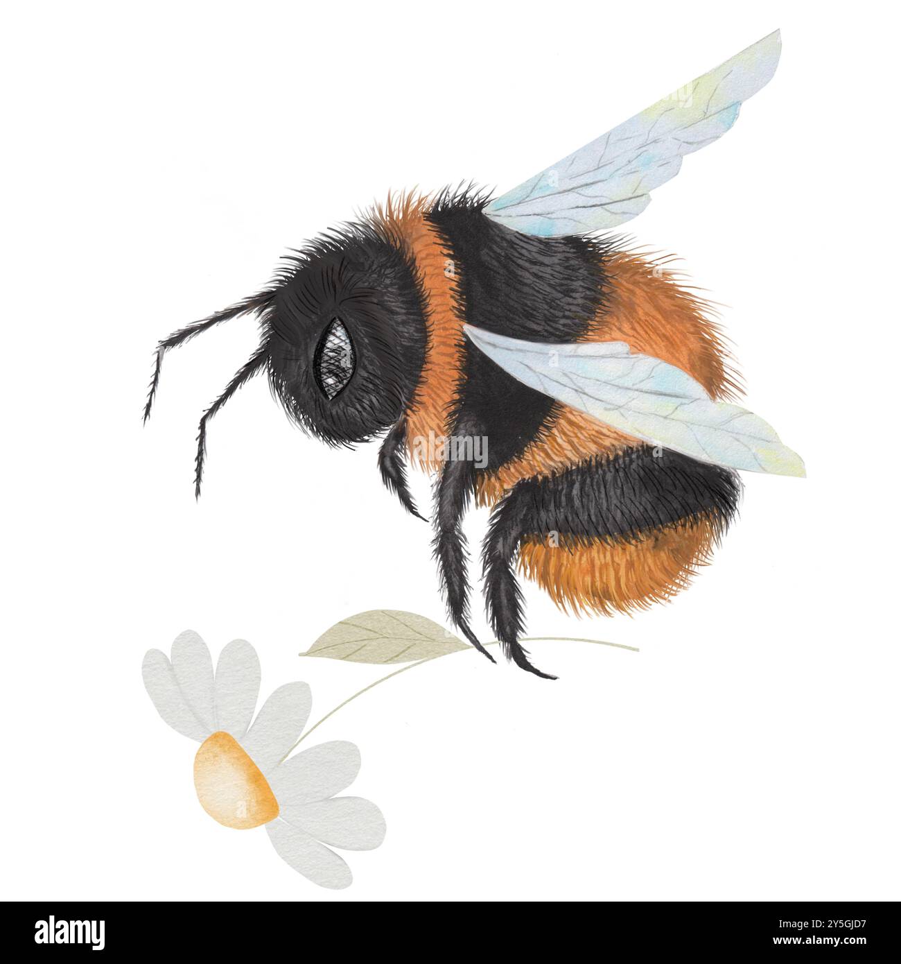 Bumblebee watercolor. Hand drawn bee with a flower on isolated white ...
